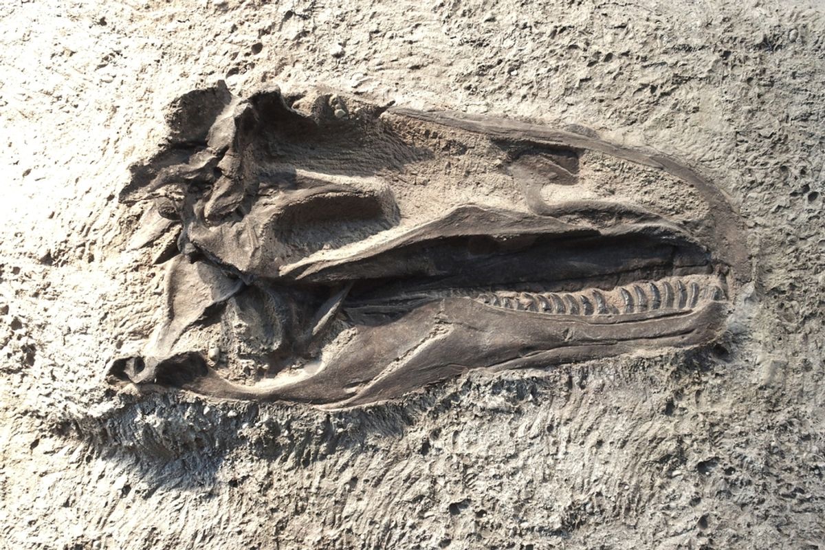 125 Million-Year-Old Dinosaur Braincase Reveals How One Giant Predator ...