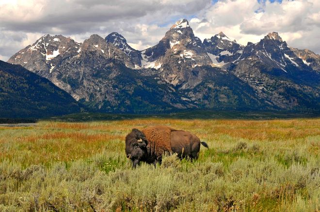 The Top 10 U.S. National Parks for Unique Wildlife and Fossil Beds ...
