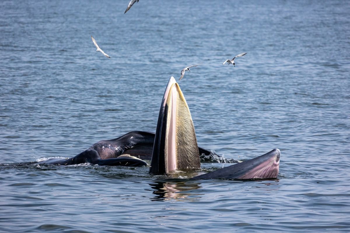 There May Only Be About 100 Rice's Whales Left in the Gulf of Mexico ...