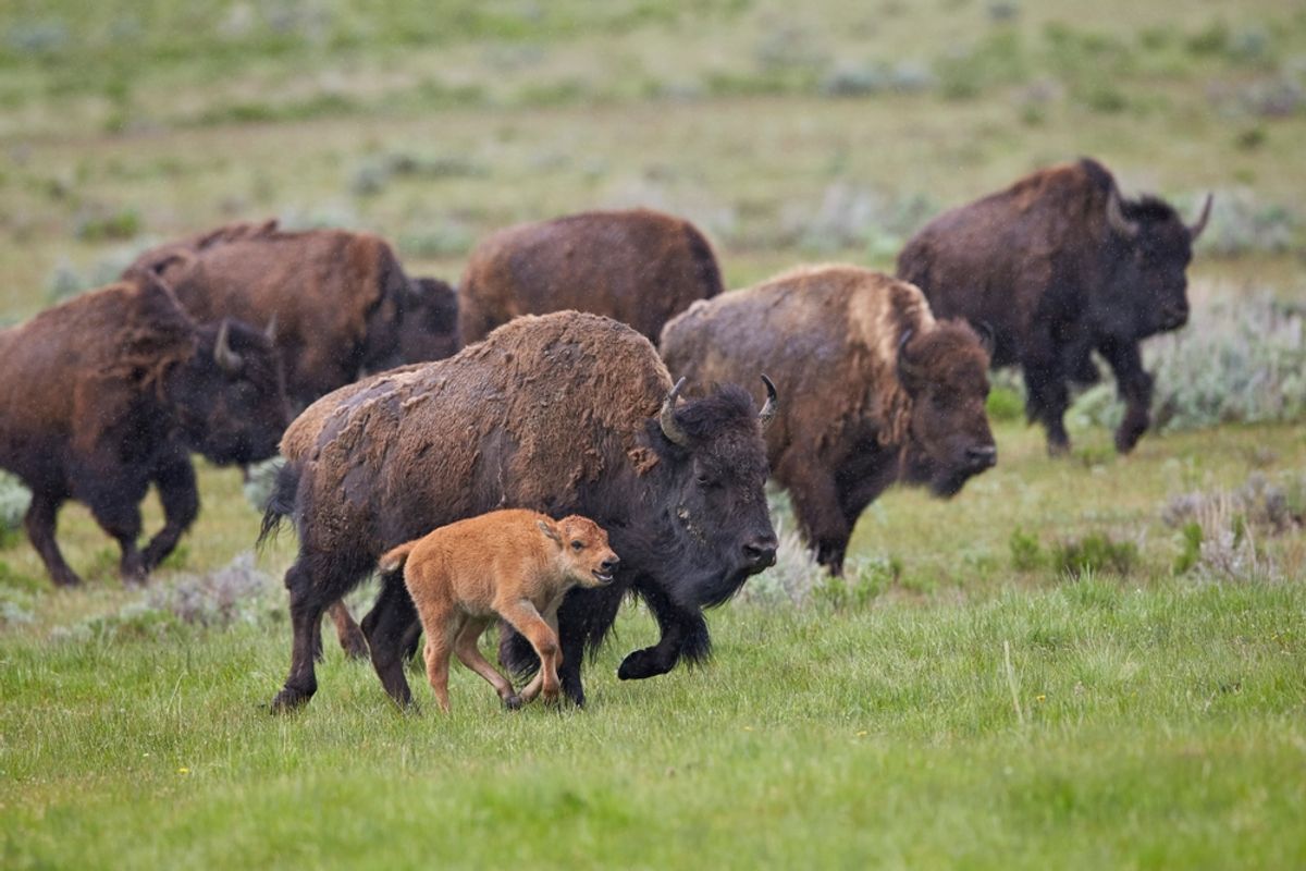 Rare White Bison Calf Born At Iowa Wildlife Refuge | Discover Magazine