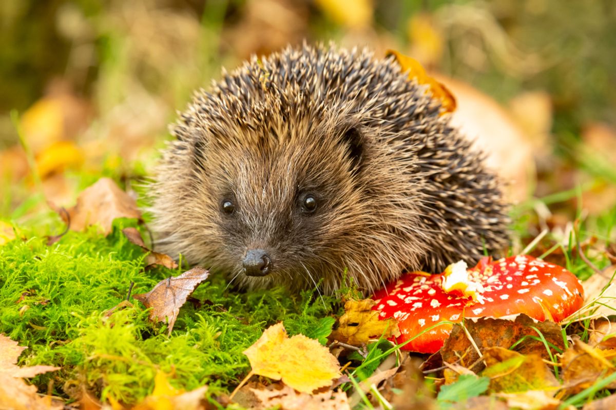 Northern Ireland’s Hedgehogs Are Wearing Mini GPS Backpacks To Help ...