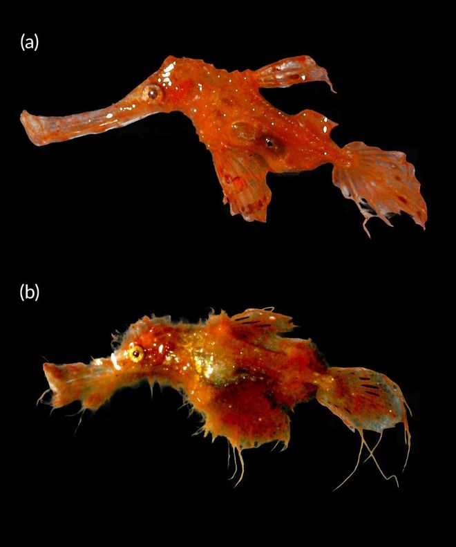This Shaggy New Fish Looked So Much Like Snuffleupagus That Scientists ...