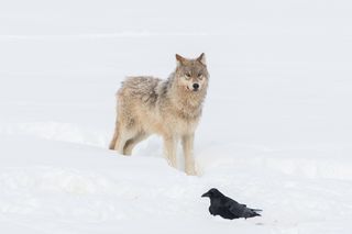 Yellowstone Wolf Pup Numbers Fall to a New Low Since Reintroduction ...