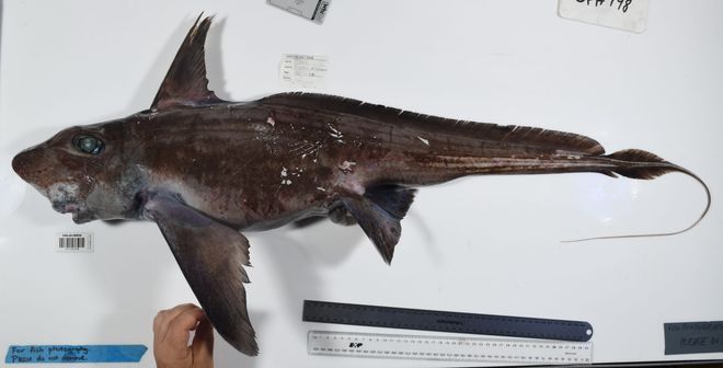 Ocean Census Uncovers 1,121 New Marine Species From Sea Caves to Deep ...