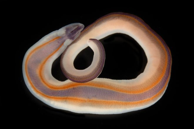 Ocean Census Uncovers 1,121 New Marine Species From Sea Caves to Deep ...