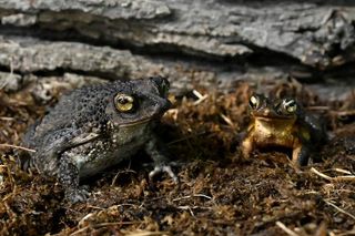 A Chicago Zoo Raised 12,000 Tadpoles to Save One of the World’s Rarest ...