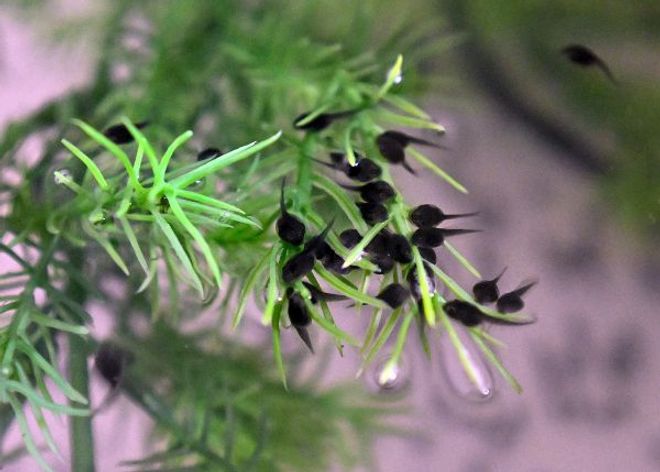 A Chicago Zoo Raised 12,000 Tadpoles to Save One of the World’s Rarest ...
