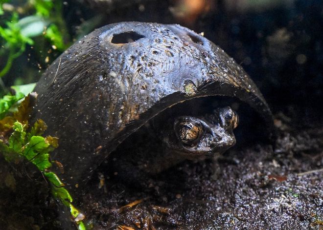A Chicago Zoo Raised 12,000 Tadpoles to Save One of the World’s Rarest ...