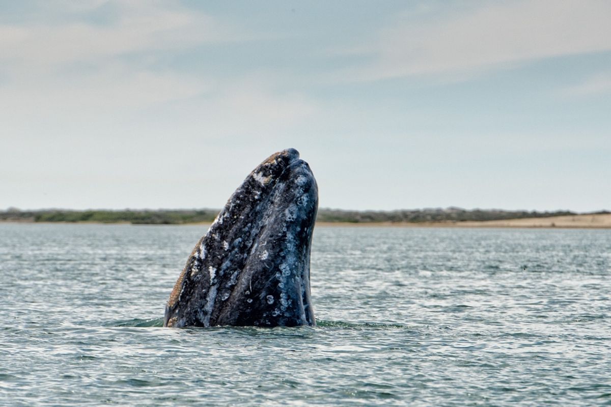 Gray Whales Keep Turning Up in Rivers — What Is Driving This Strange ...