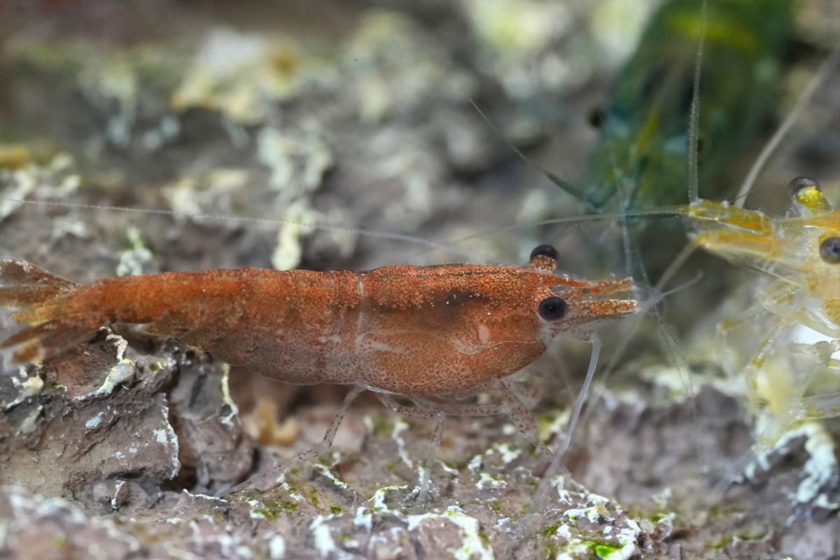 Warming Waters are Forcing Cold Water Fish Into New Territories — and ...