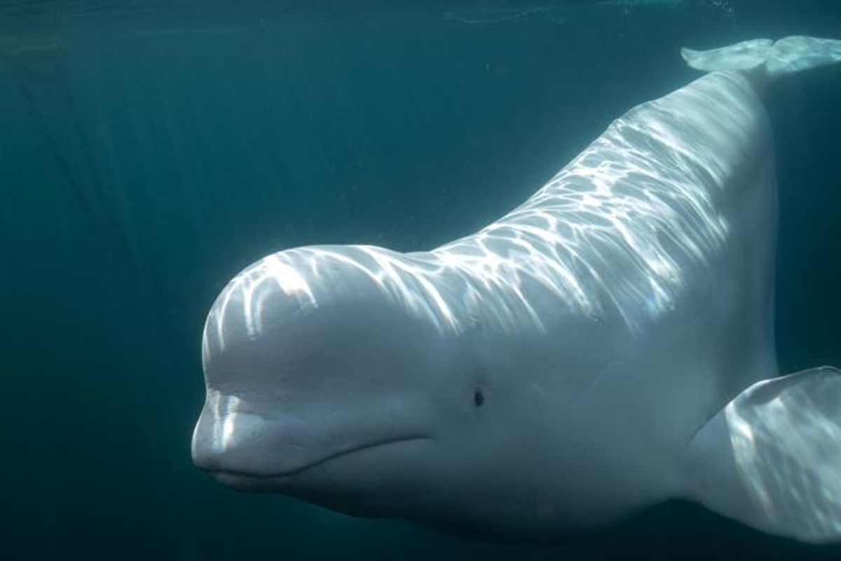 Beluga Whales May Recognize Themselves in Mirrors — and One Even ...