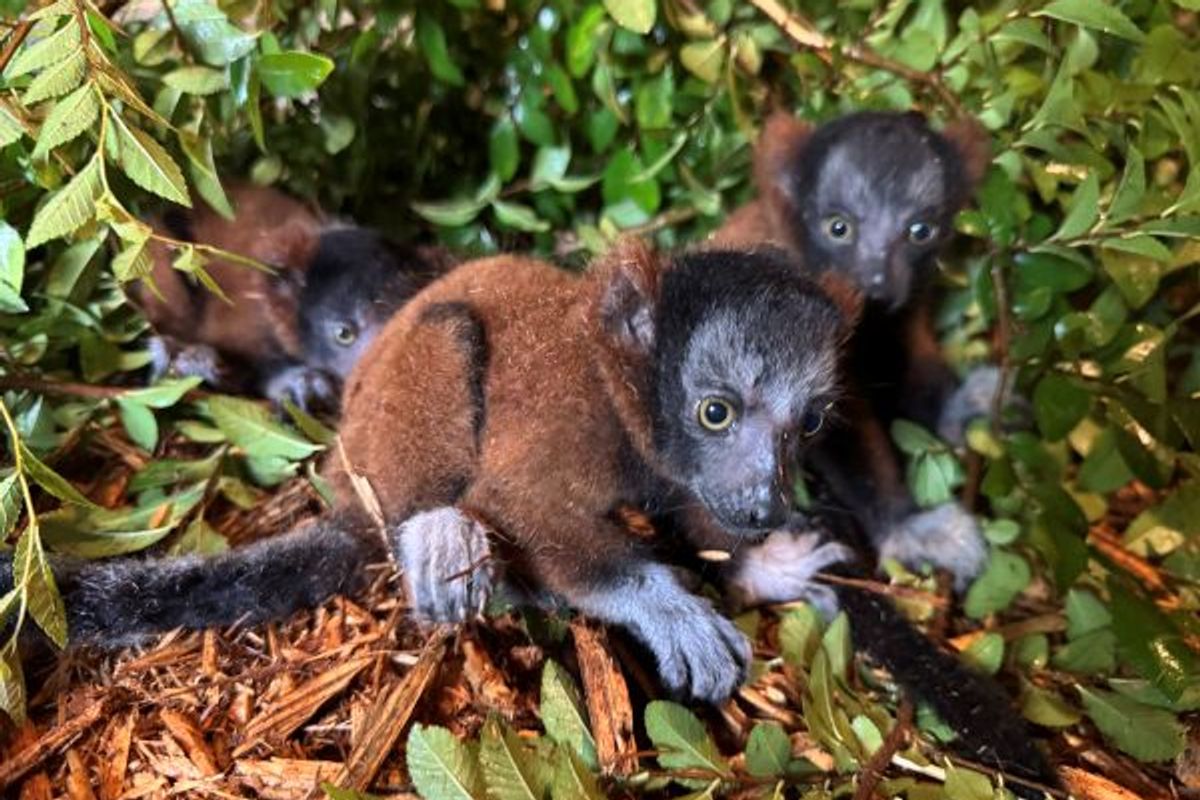 Rare Newborn Lemur Triplets Born in Georgia Are the "Chatterboxes" of ...