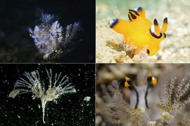Sesame-Sized Sea Slug Found Off Taiwan Turns Out to Be a New Species ...