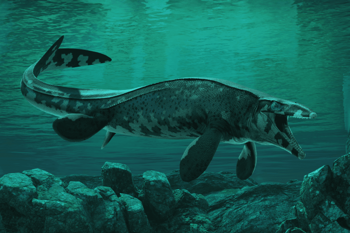 Texas T. Rex’ Is an 80-Million-Year-Old Mosasaur the Size of a School ...
