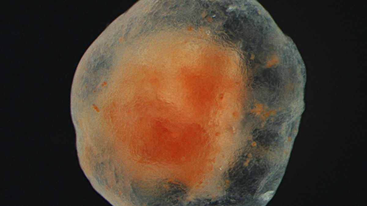 The Ocean’s “Real-Life Zombie” Is a Sea Cucumber Whose Amputated Tissue ...