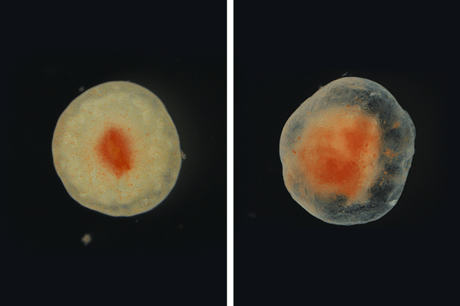 The Ocean’s “Real-Life Zombie” Is a Sea Cucumber Whose Amputated Tissue ...