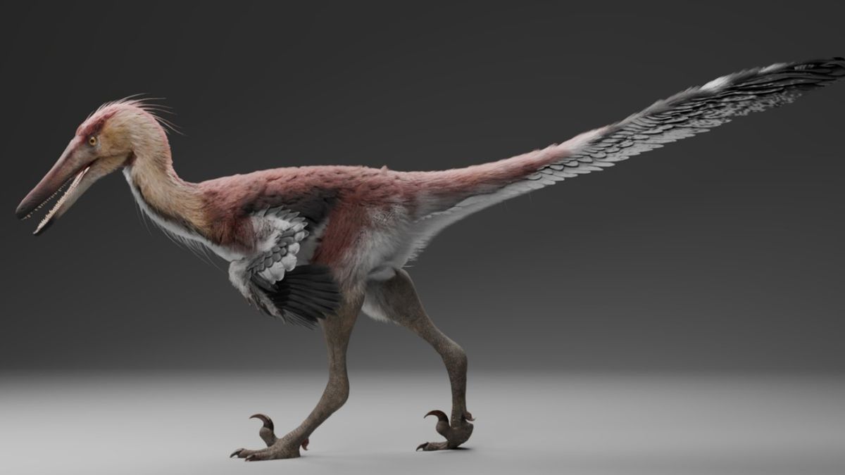 This 70-Million-Year-Old Dinosaur Looked Like a Raptor, but May Have ...