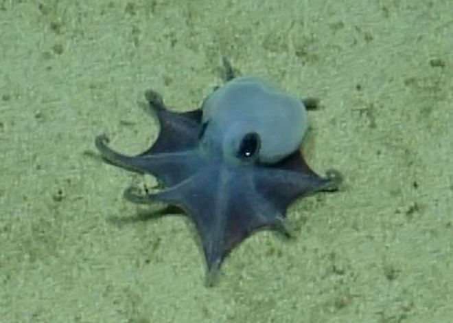 A New Tiny Blue Octopus, Helium Shortage, Norovirus Outbreak in ...