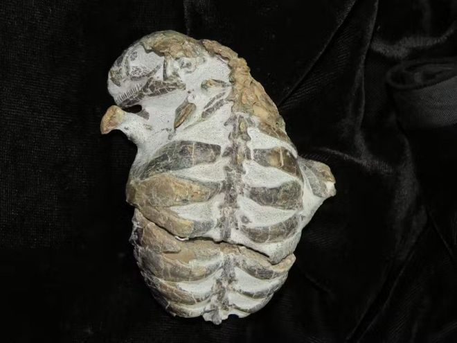 This 260-Million-Year-Old Reptile Fossil Is Reshaping the Story of ...