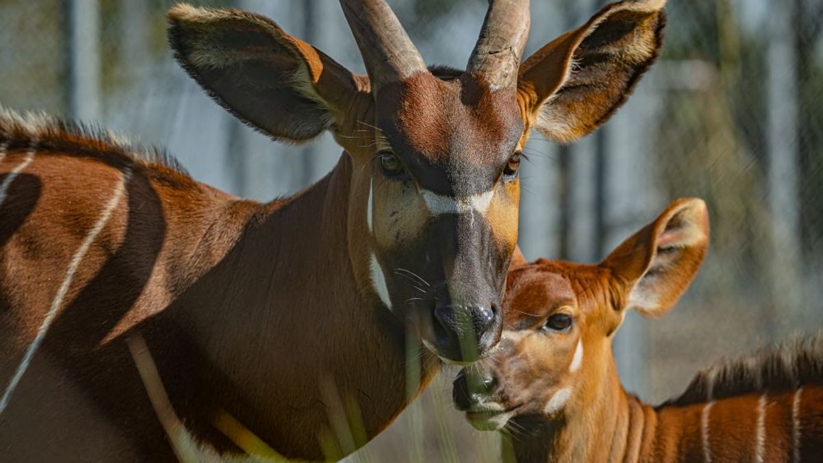 A Rare Antelope Species Was Just Spotted in Kenya, Years After Being ...