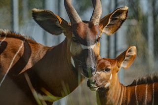A Rare Antelope Species Was Just Spotted in Kenya, Years After Being ...
