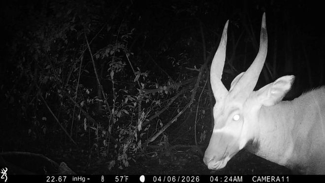 A Rare Antelope Species Was Just Spotted in Kenya, Years After Being ...