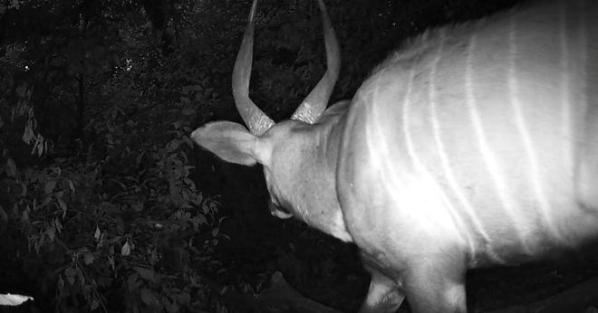 A Rare Antelope Species Was Just Spotted in Kenya, Years After Being ...