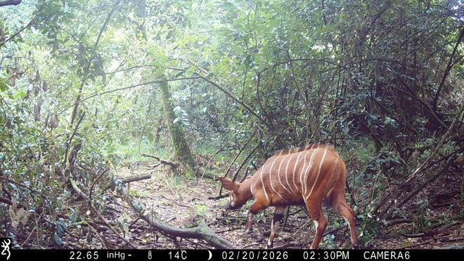 A Rare Antelope Species Was Just Spotted in Kenya, Years After Being ...