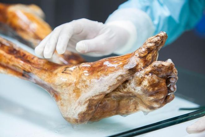 Unexpected Microbes on Ötzi the Iceman’s 5,300-Year-Old Body May Have ...
