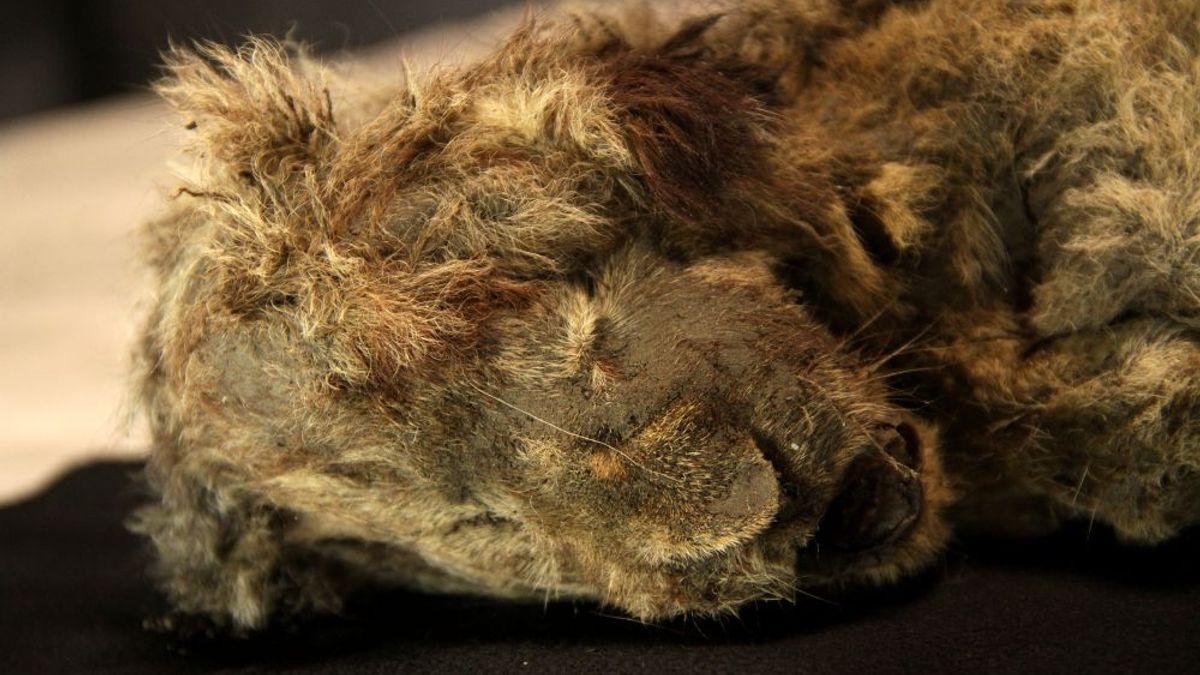 Cave Lions and Modern Lions Interbred After More Than a Million Years ...