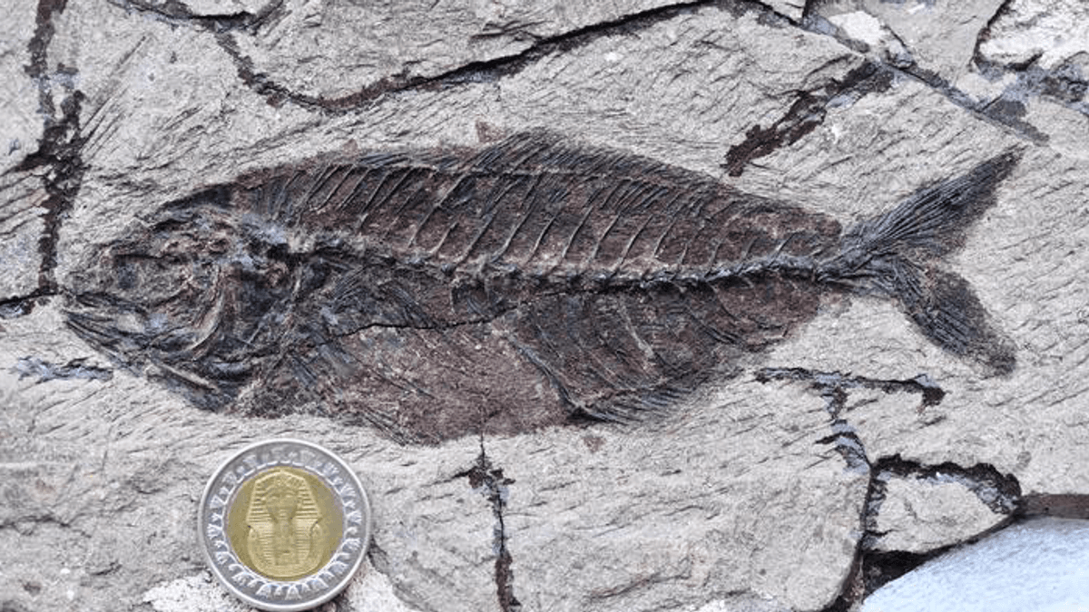 62-Million-Year-Old Egyptian Fossil Site Reveals the Early Rise of ...