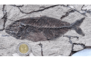 62-Million-Year-Old Egyptian Fossil Site Reveals the Early Rise of ...