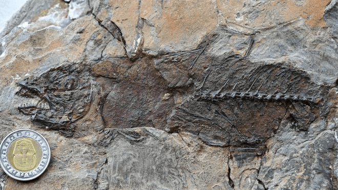 62-Million-Year-Old Egyptian Fossil Site Reveals the Early Rise of ...