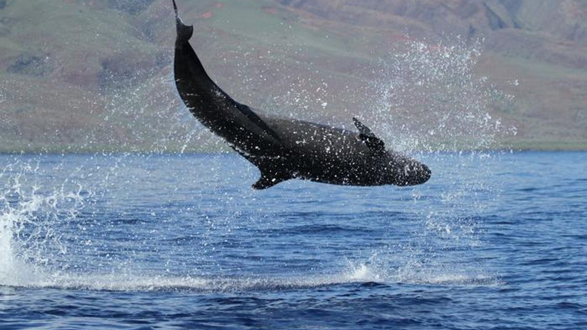 False Killer Whales in Hawaiʻi Are Rapidly Declining, With Fewer Than ...