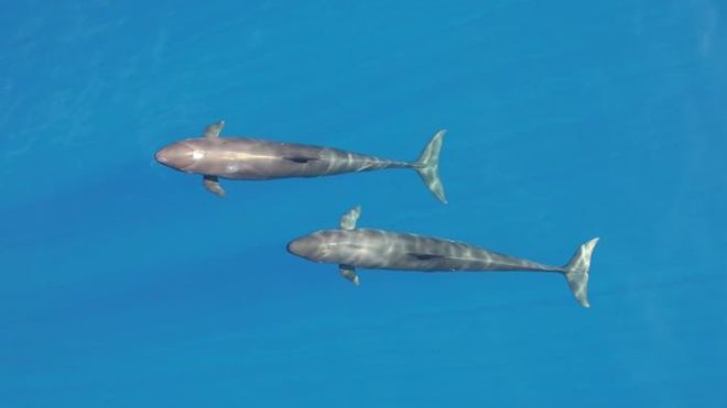 False Killer Whales in Hawaiʻi Are Rapidly Declining, With Fewer Than ...