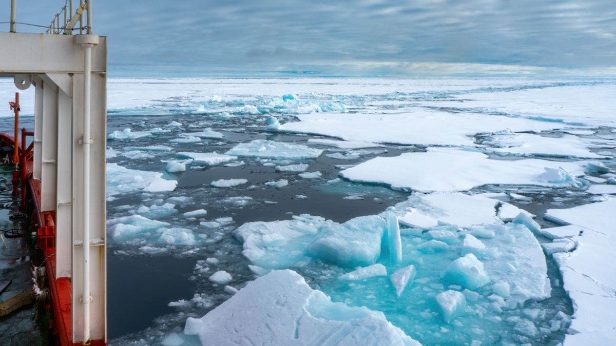 Previously Unexplored Arctic Seamount Reveals Potential New Species in ...