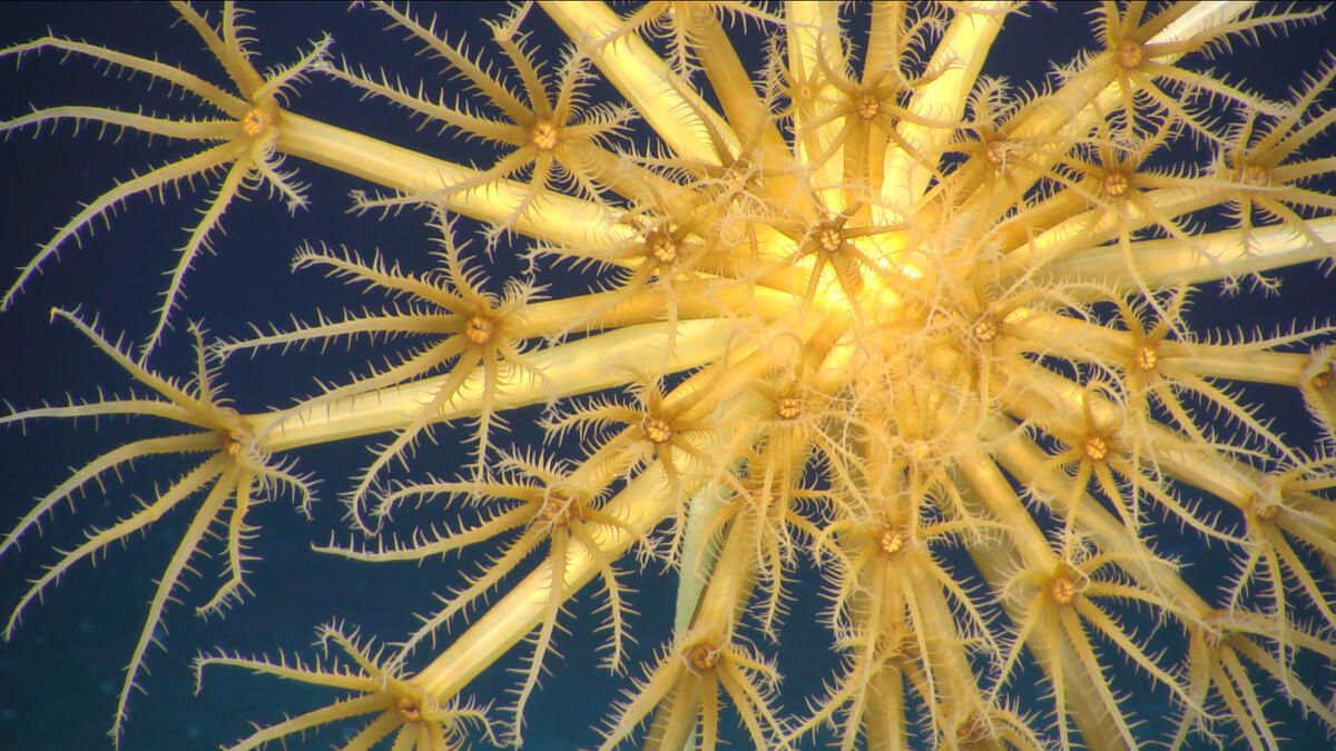 Previously Unexplored Arctic Seamount Reveals Potential New Species in ...
