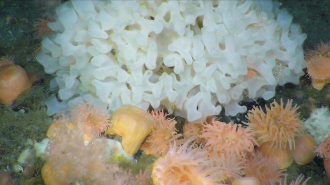 Previously Unexplored Arctic Seamount Reveals Potential New Species in ...