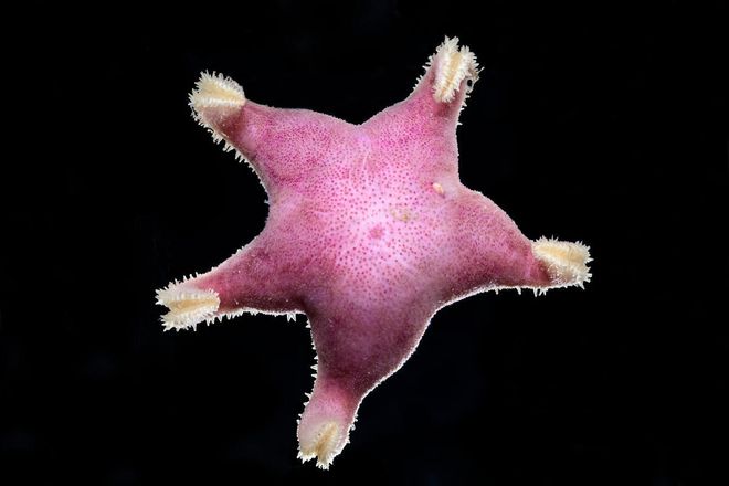 Previously Unexplored Arctic Seamount Reveals Potential New Species in ...