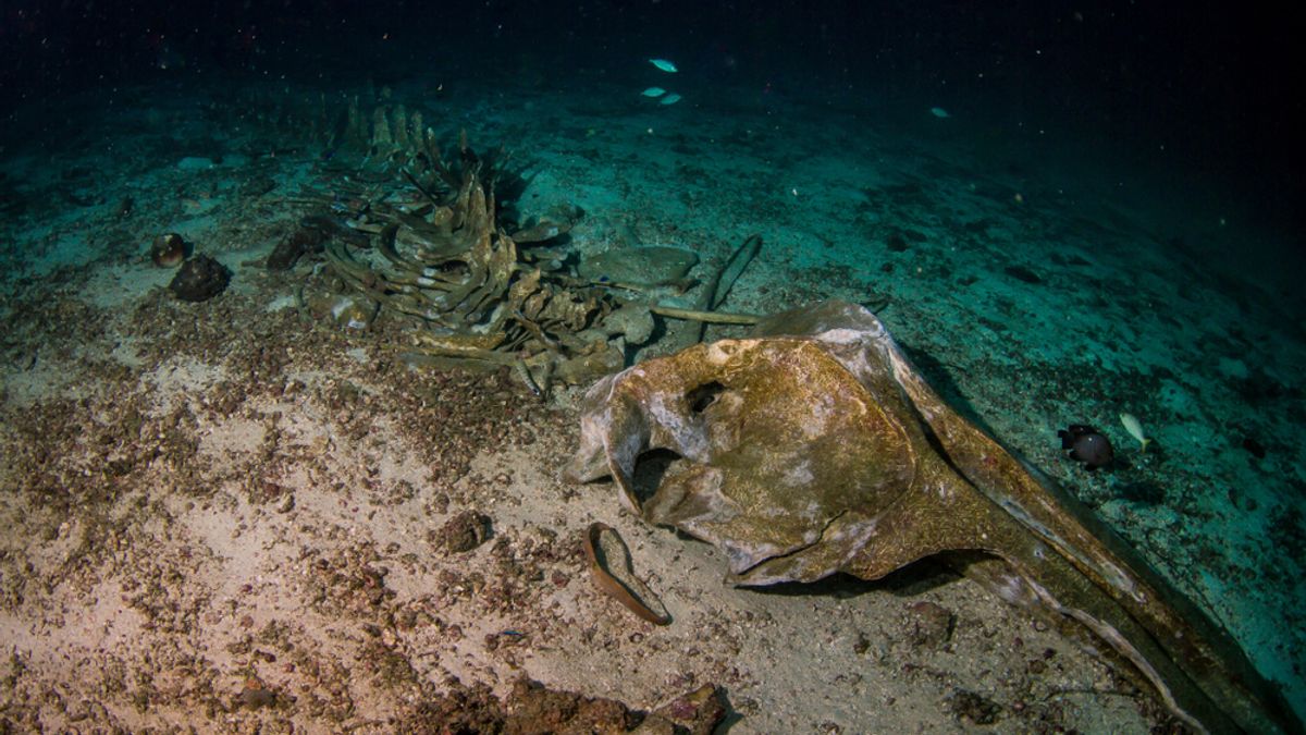 A Whale Necropolis Beneath the Indian Ocean May Hold Over 10 Million ...