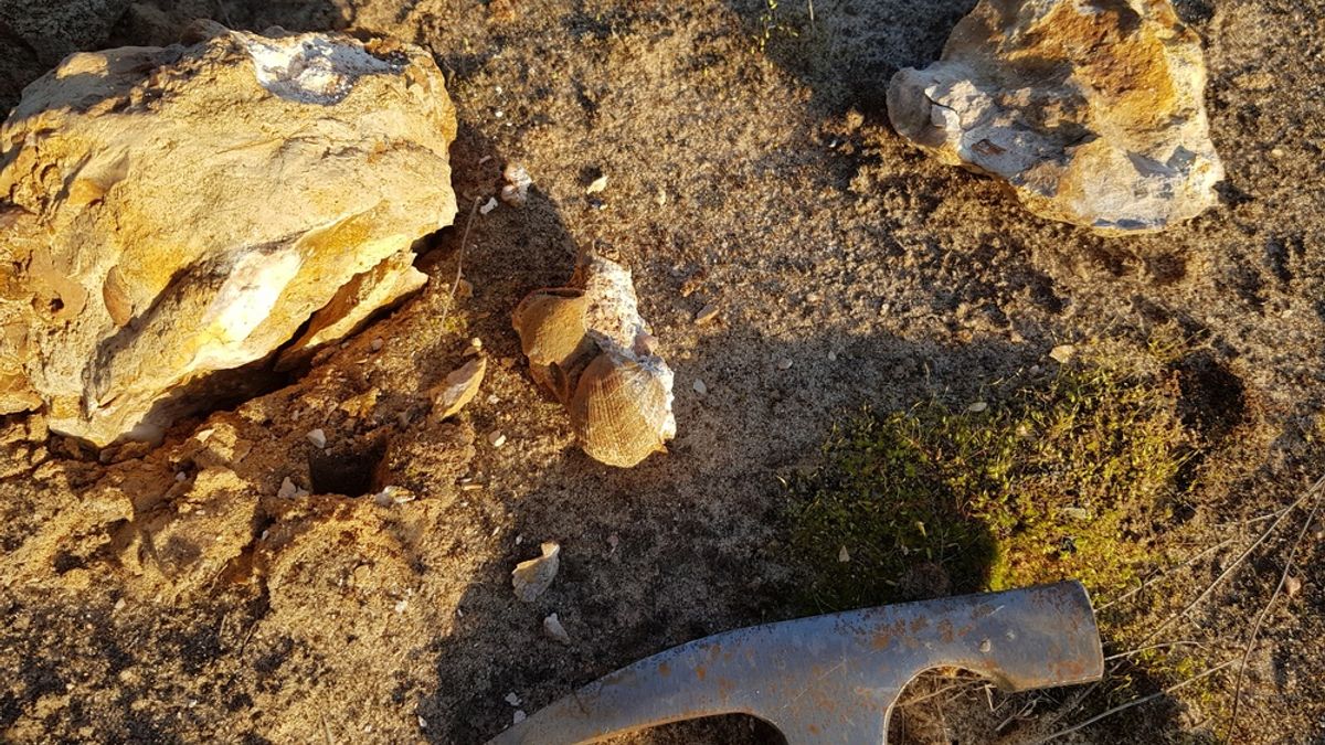 The London Hammer Mystery Points to a Modern Tool, Not an Ancient Relic ...