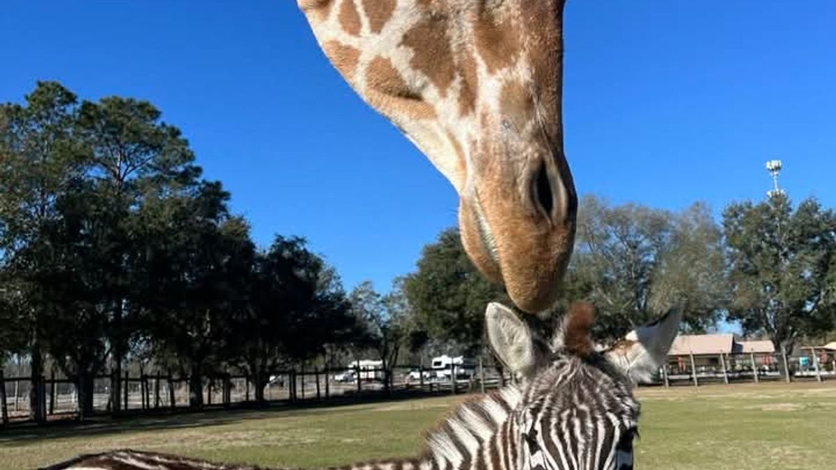 A Zebra and Giraffe Became Best Friends — and It’s Not as Unusual as It ...