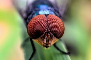 FDA Backs the Use of a New Weapon Against Flesh-Eating Screwworm to ...
