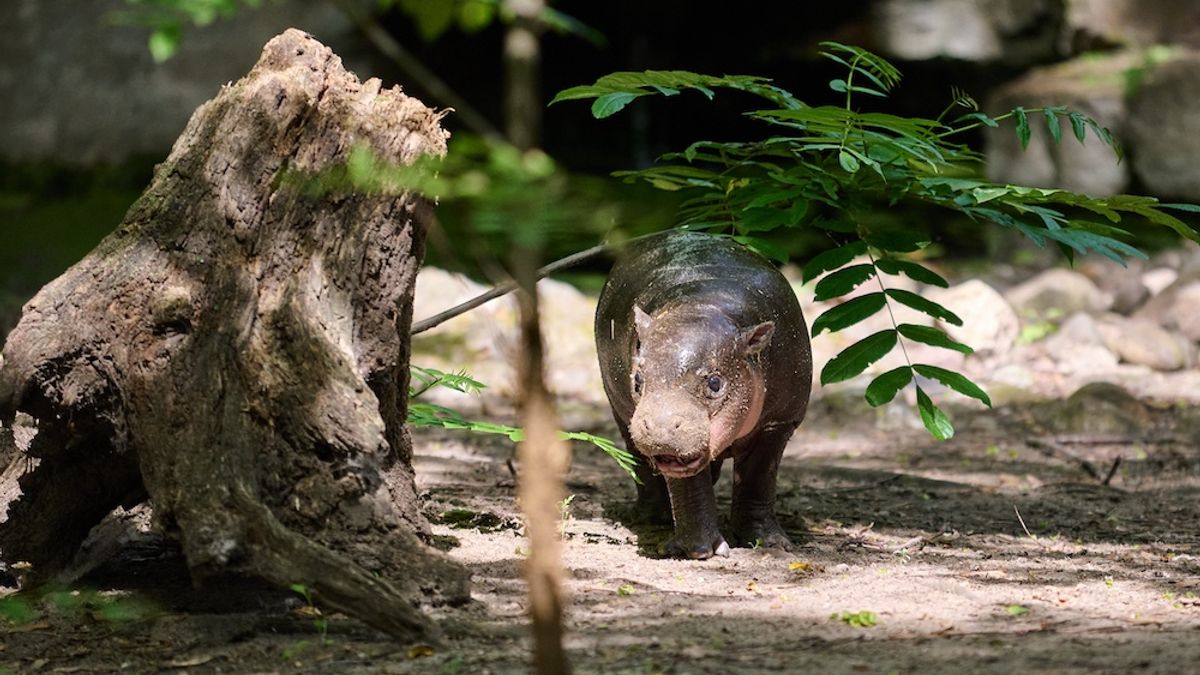 A Rare Pygmy Hippo Is Born at Zoo Berlin — Named “Bread Roll,” She Is ...