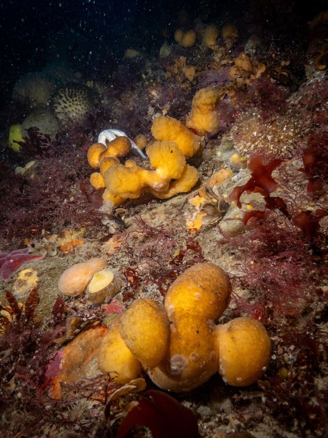 A Tiny Antarctic Sea Squirt Hosts a Bacterium That Could Kill Melanoma ...