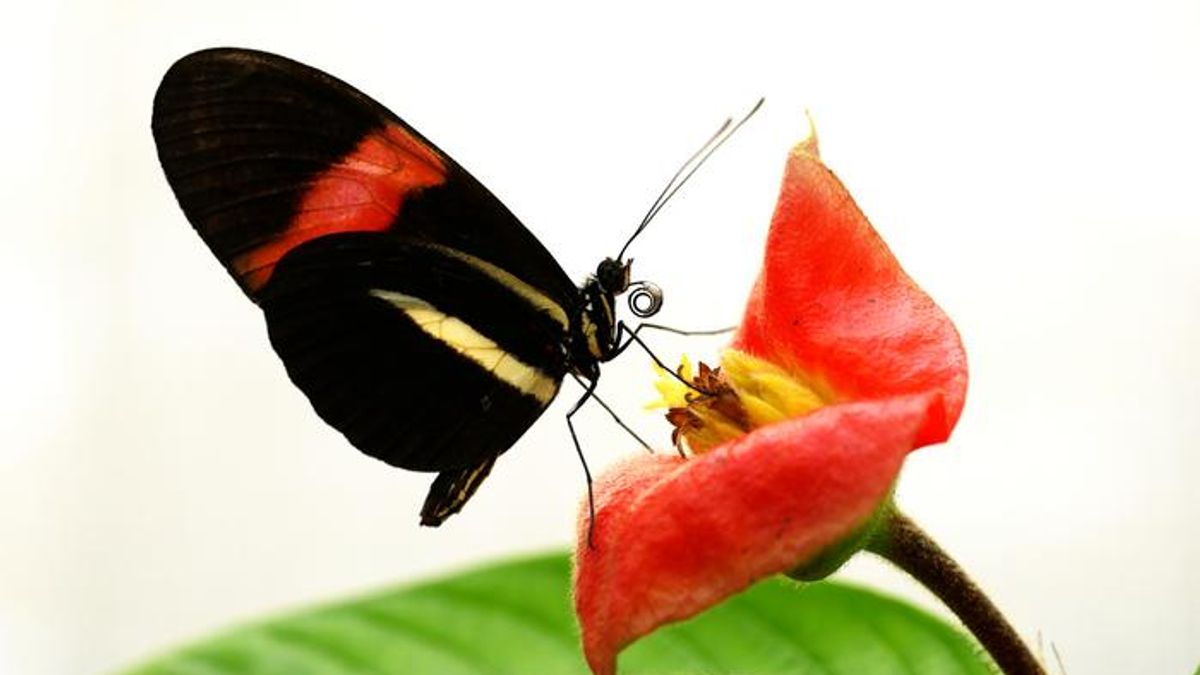 These Tropical Butterflies Boast Long Lifespans and Barely Age — Their ...