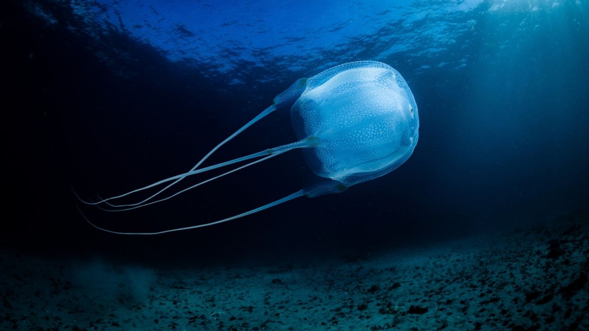 Box Jellyfish Venom Punctures Cells, Disrupts the Heart, and Can Kill ...