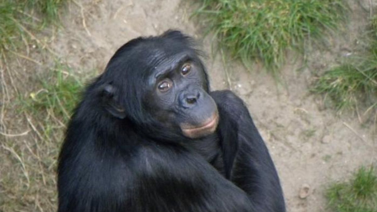 Giggling Apes May Help Us Understand How Speech Emerged, as We've ...