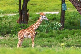 A Young Giraffe Went Strangely Missing in Texas, and the Two-Week ...