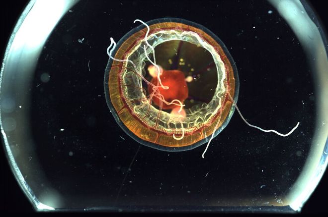 31 New Species Found off Brazil Reveal a Fragile World in the Ocean’s ...